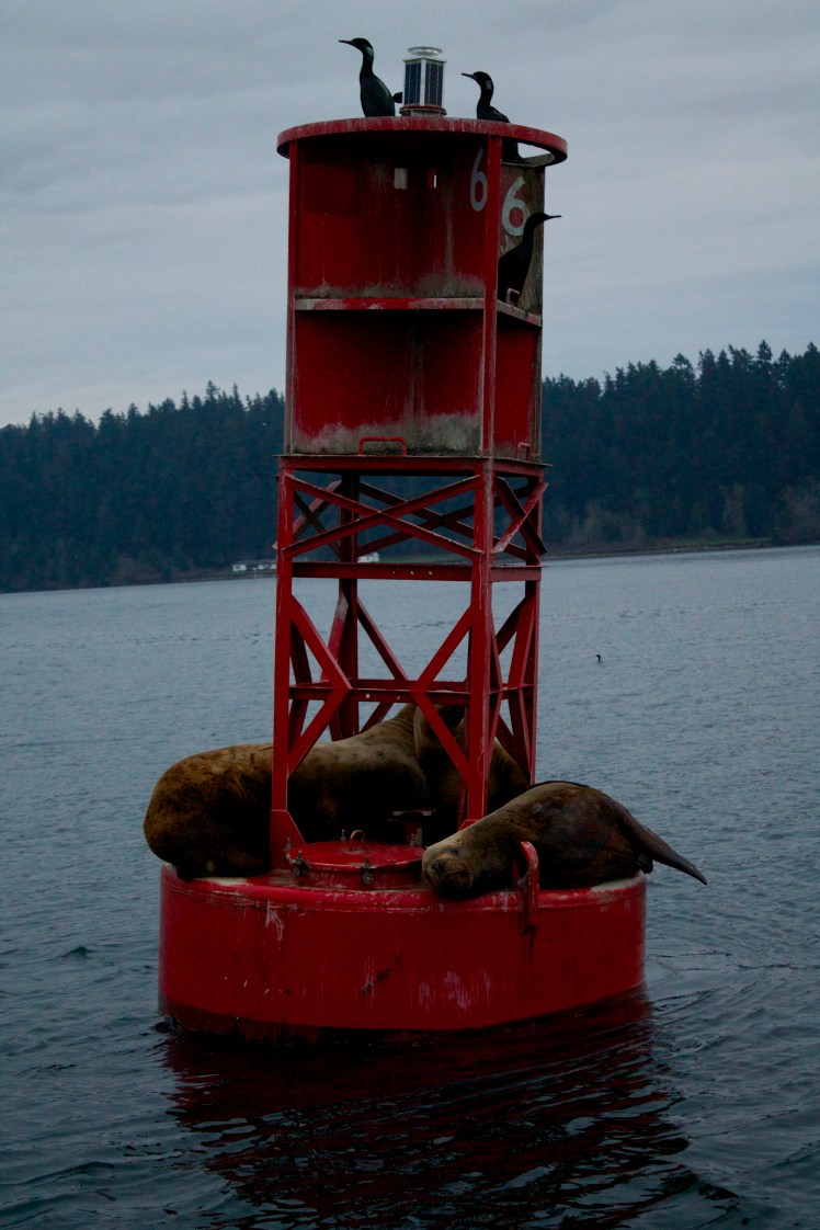 Sailing and Stargazing in Seattle